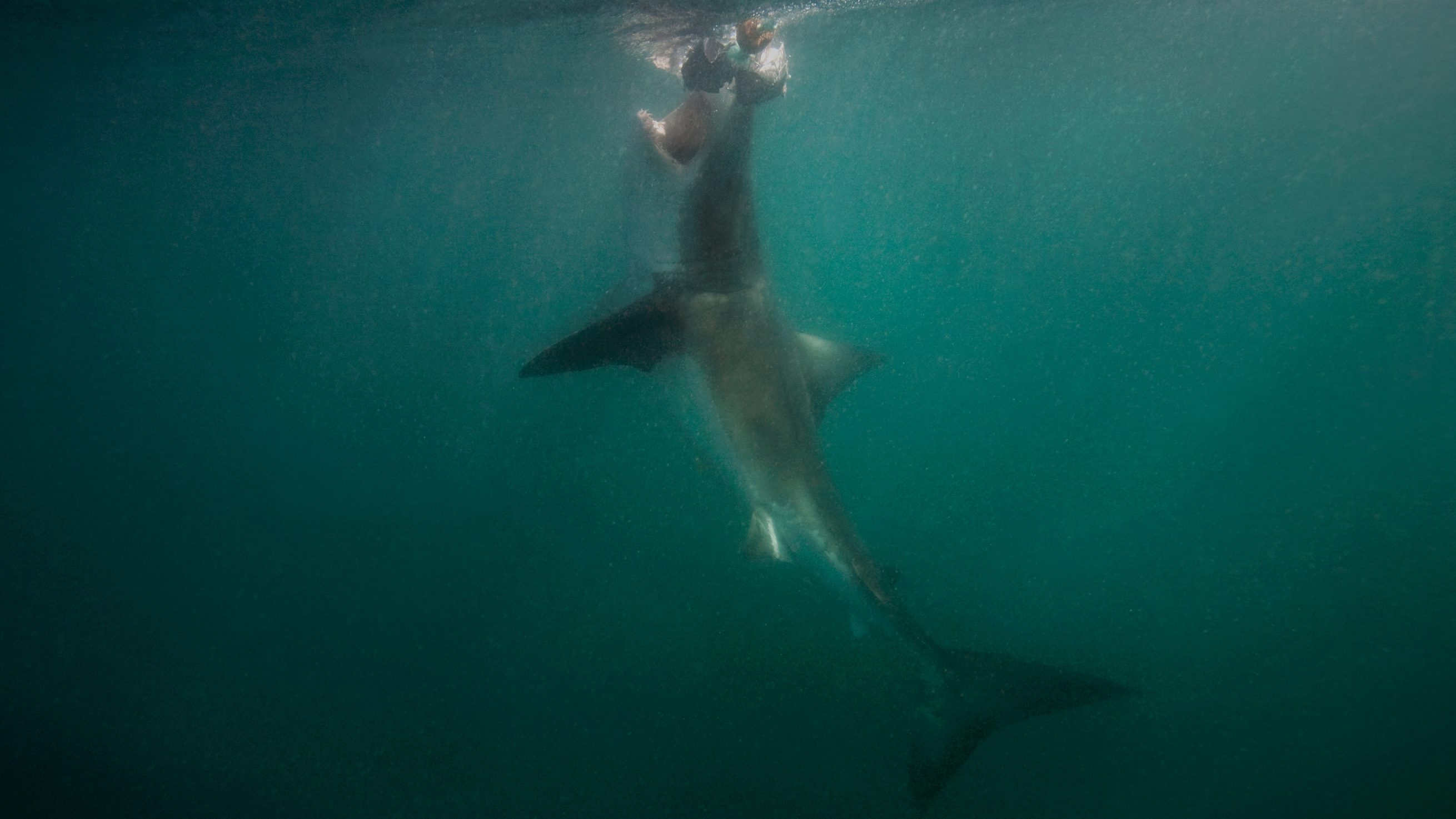 Shark Attack Files - Discovery UK