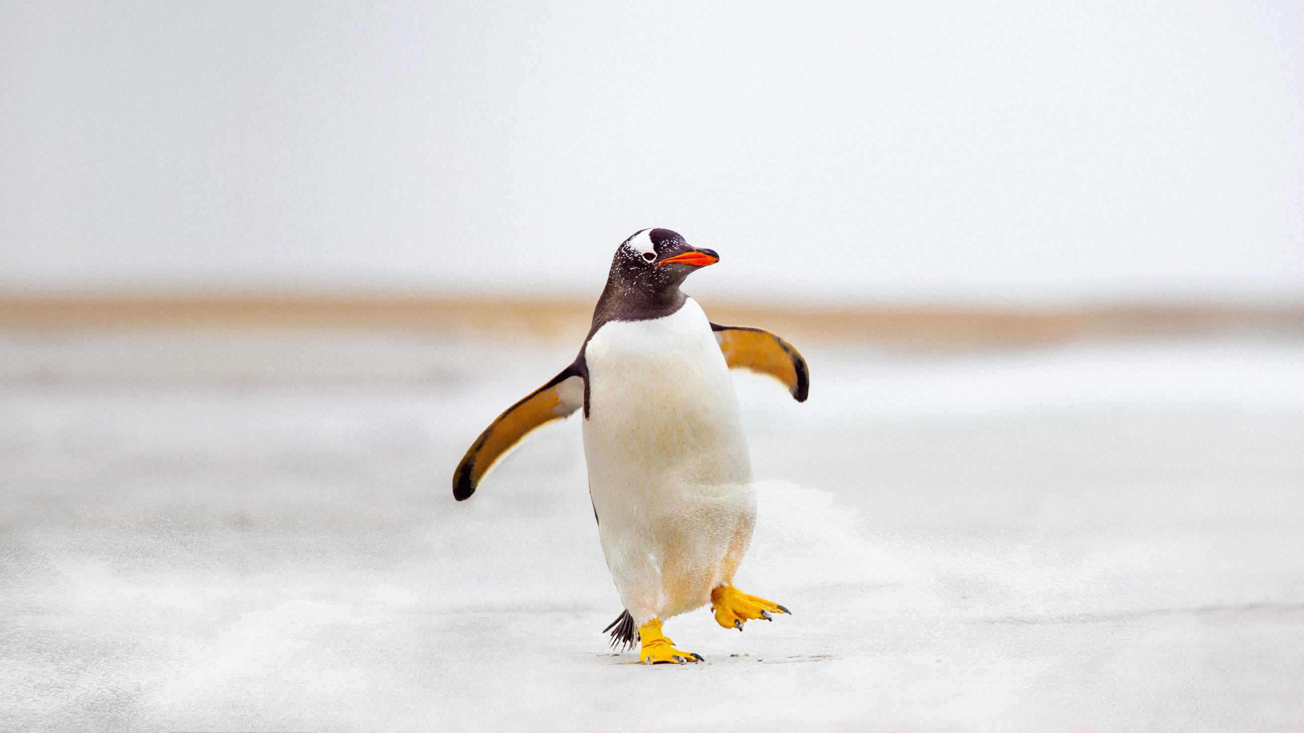 Meet The Penguins - Discovery UK