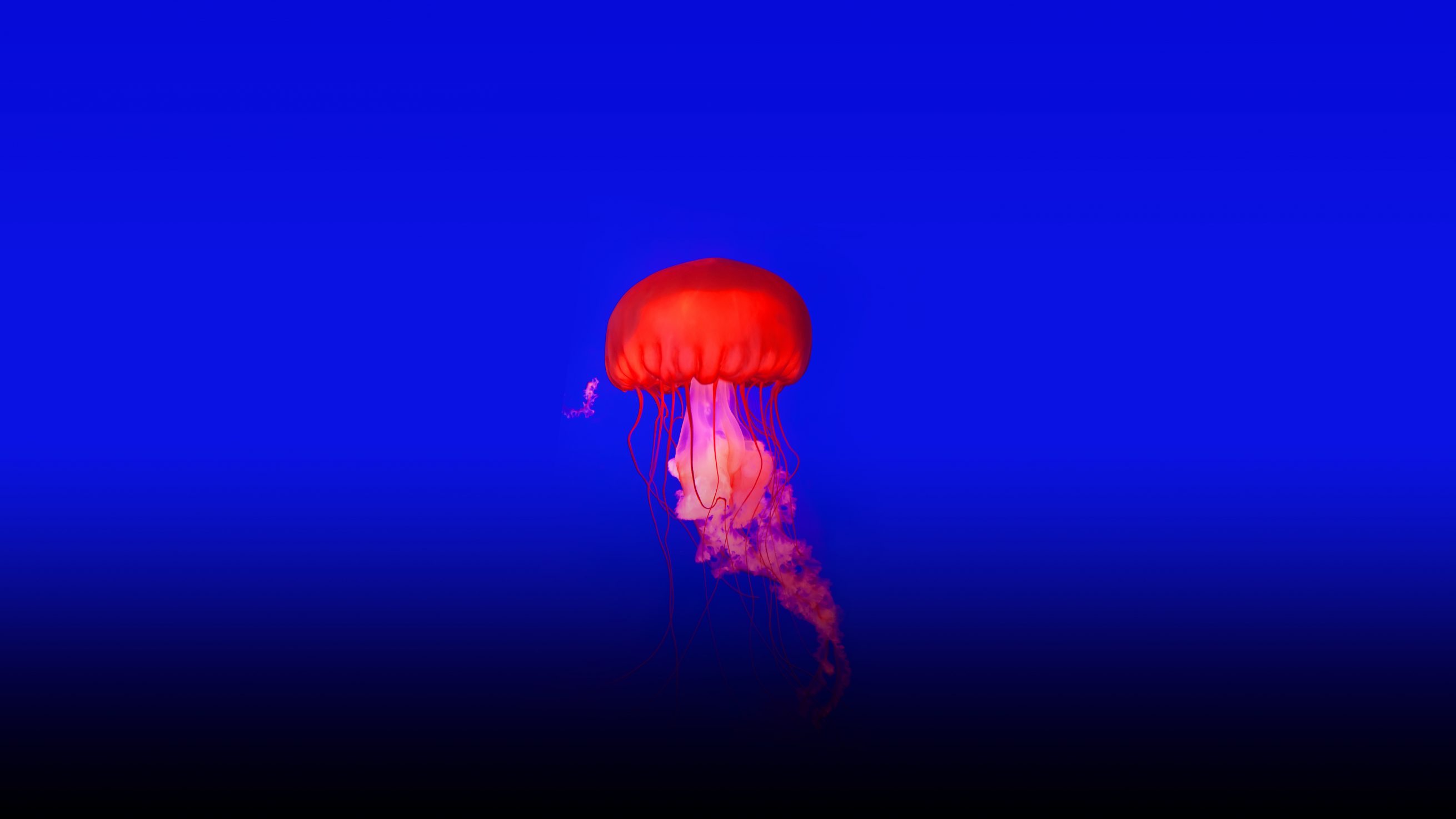 How Do Animals Do That? - Discovery UK