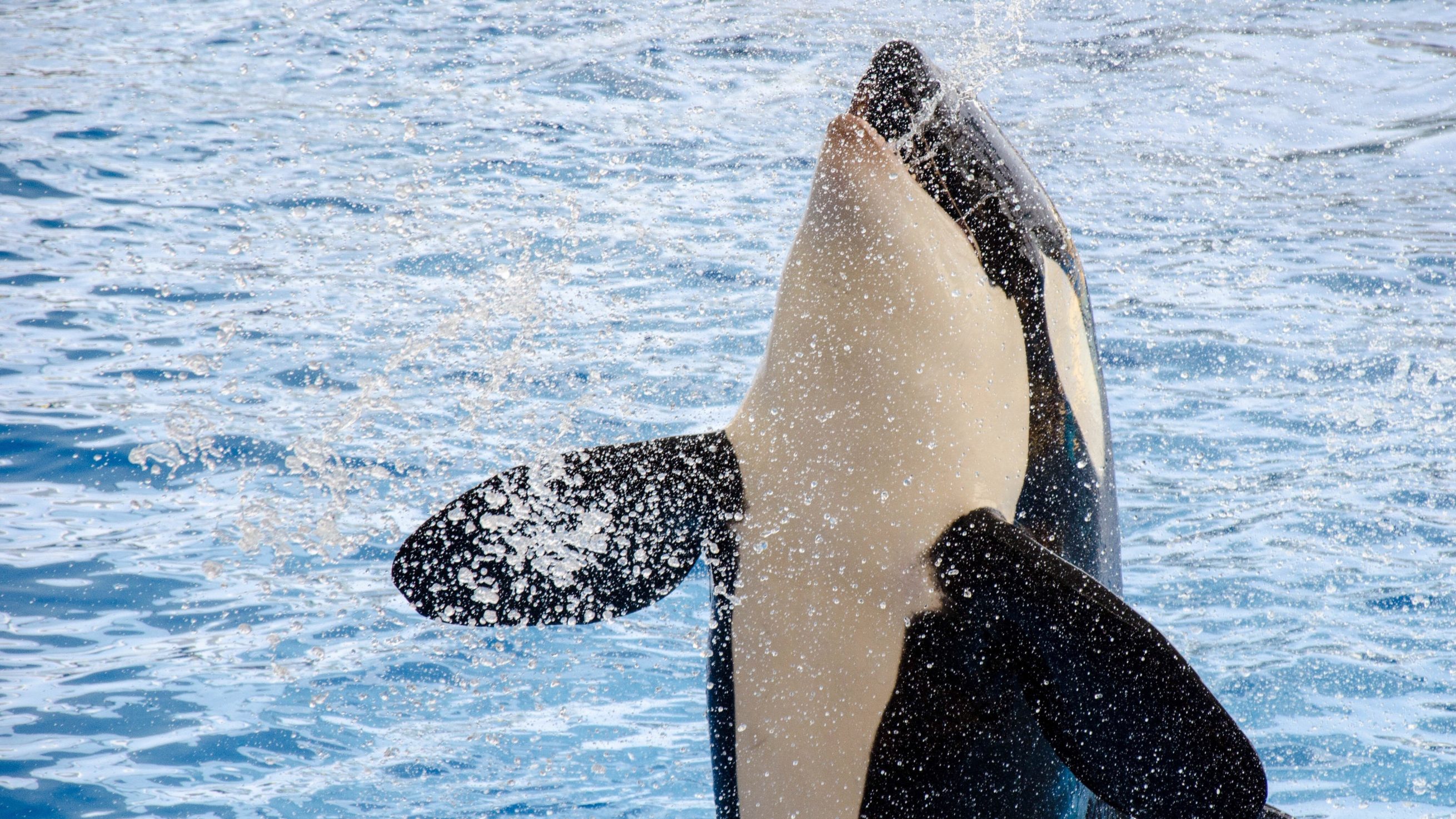 Killer Whales - Discovery UK