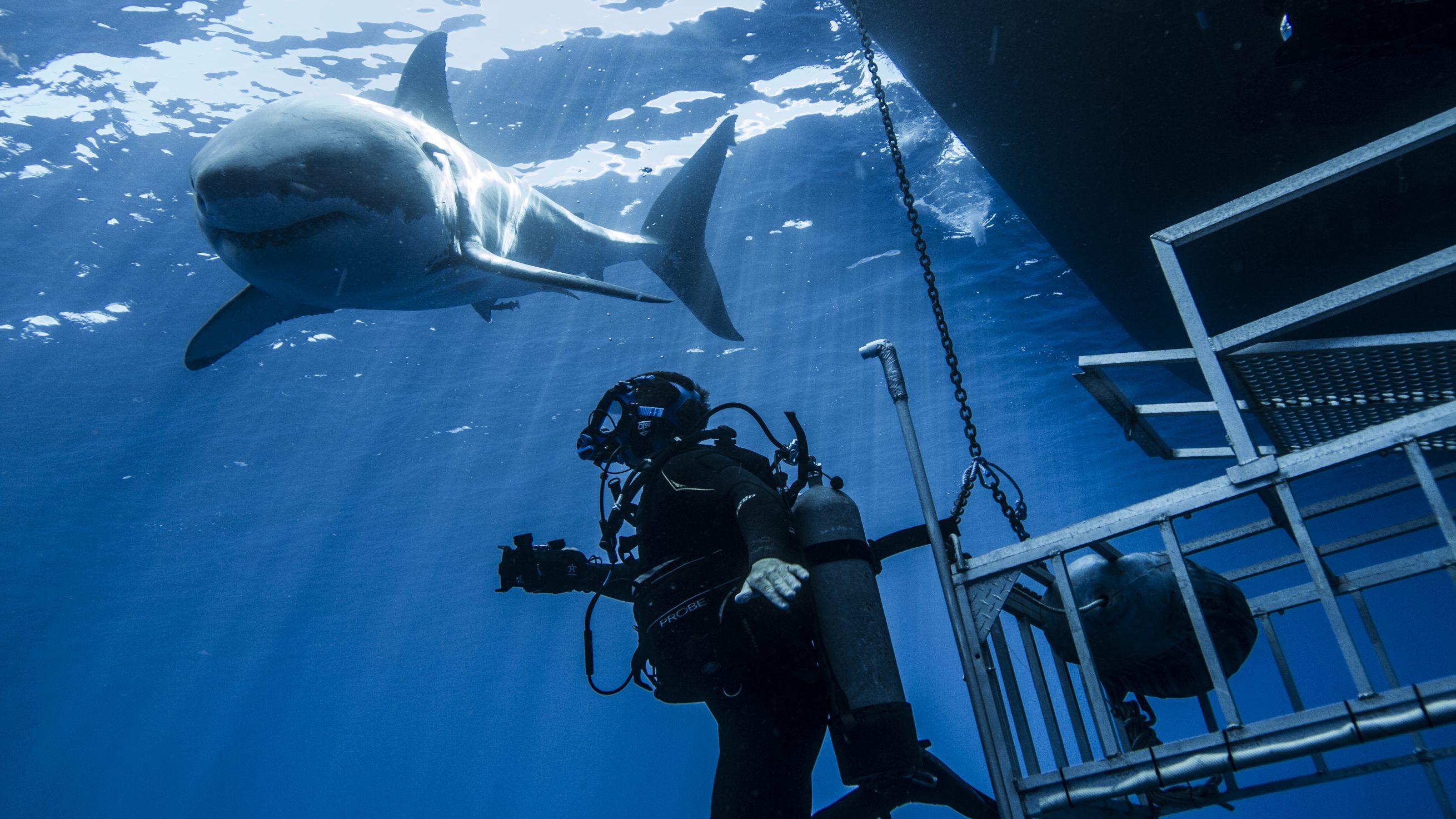 Swimming With Monsters: Steve Backshall - Discovery UK