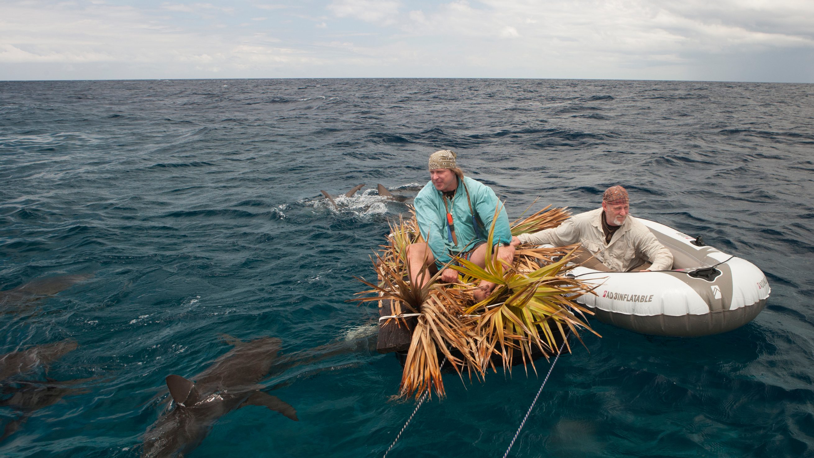 How Sharks Hunt - Discovery UK