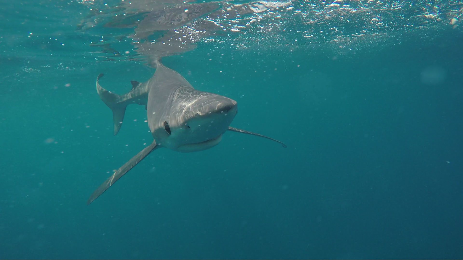 Shark Vortex - Discovery UK