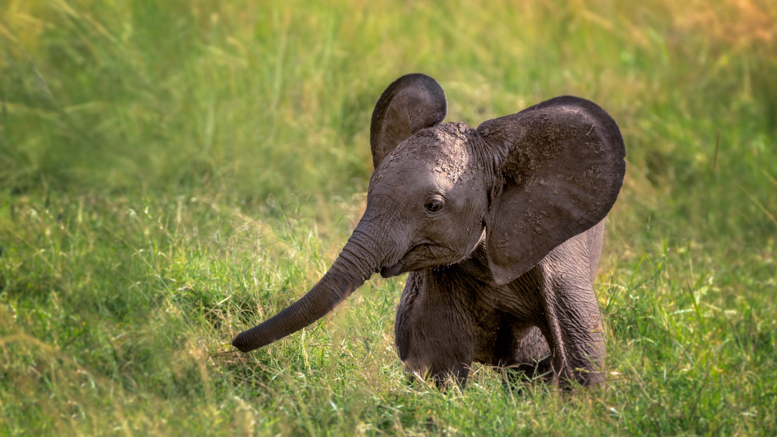 Growing Up... - Discovery UK