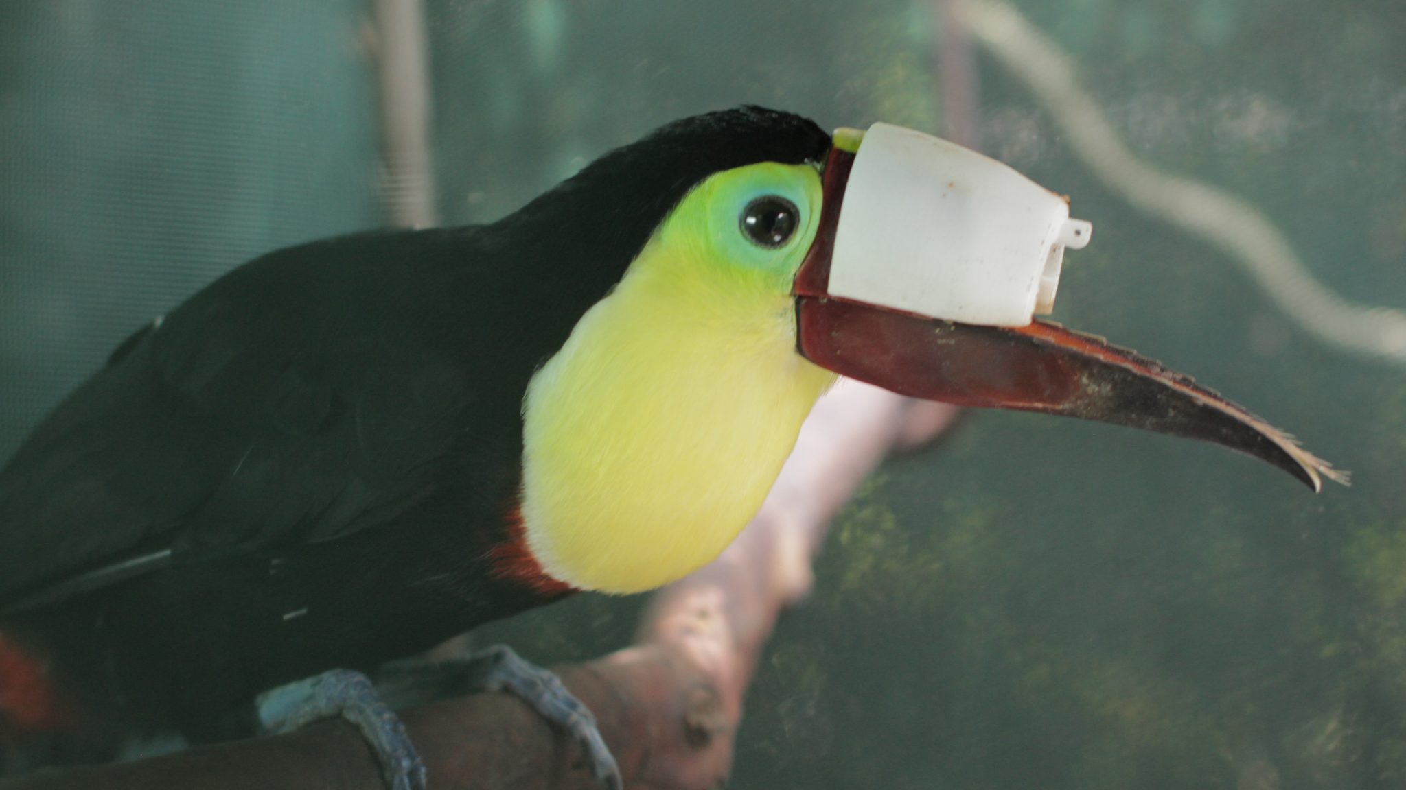 Toucan Nation - Discovery UK