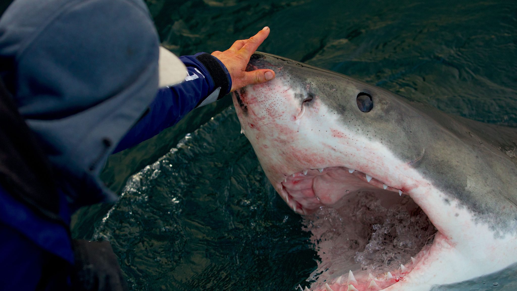 Great White Open Ocean - Discovery UK