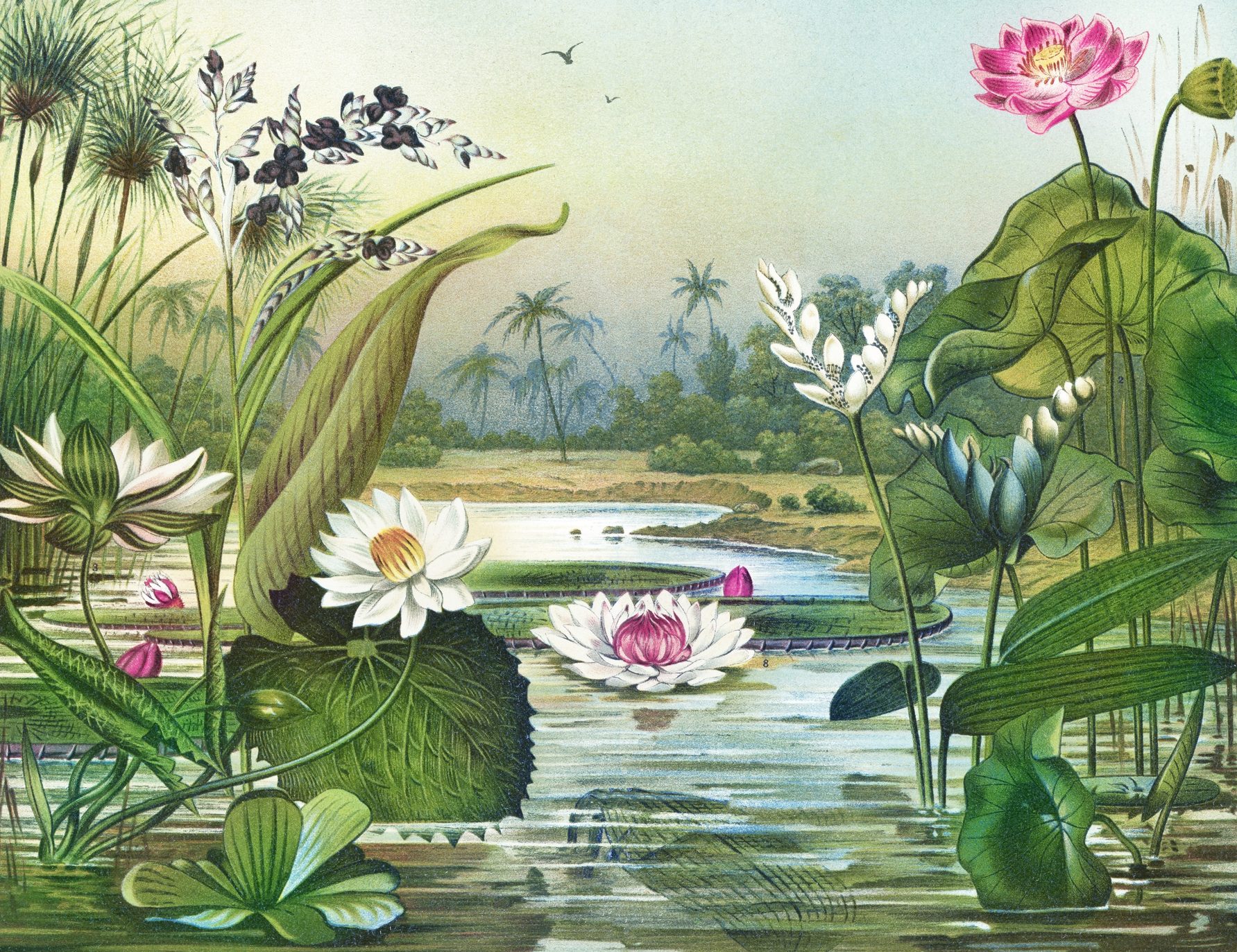 Jeanne Baret: Ground Breaking Voyage Around the World - Discovery UK