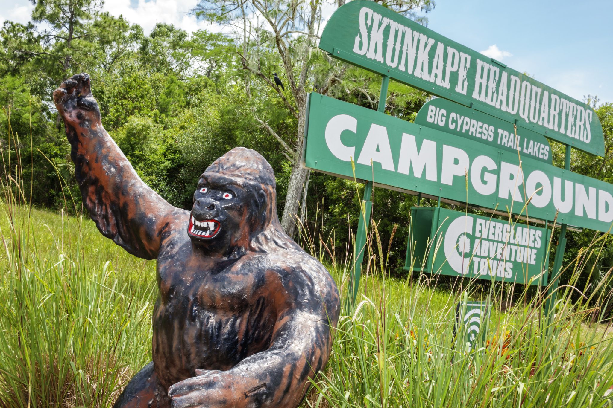 Tracking the Florida Skunk Ape: Mysterious Myths and Elusive Sightings - Discovery UK