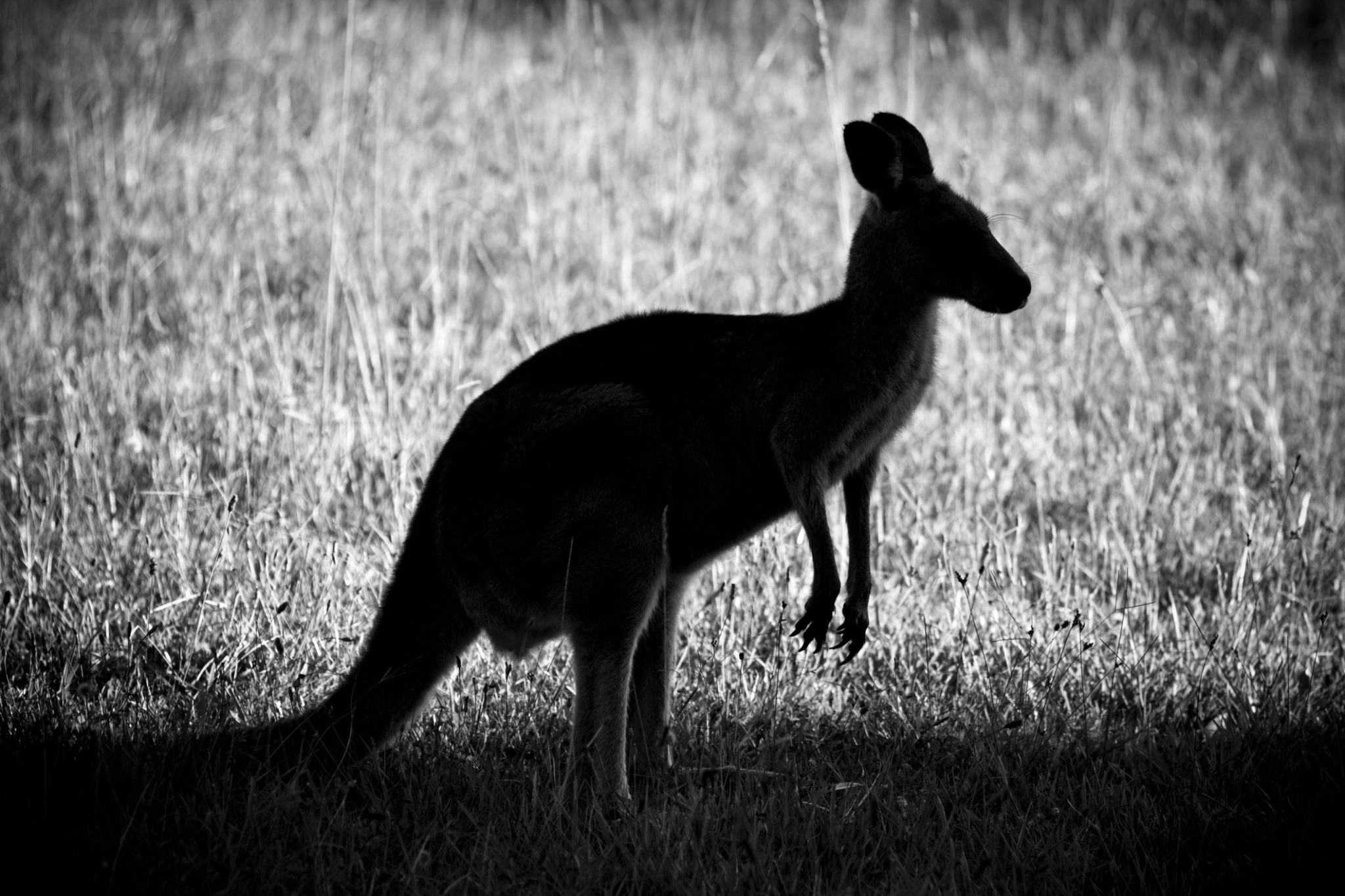 Mysterious Marsupials: The Case of the Phantom Kangaroo - Discovery UK