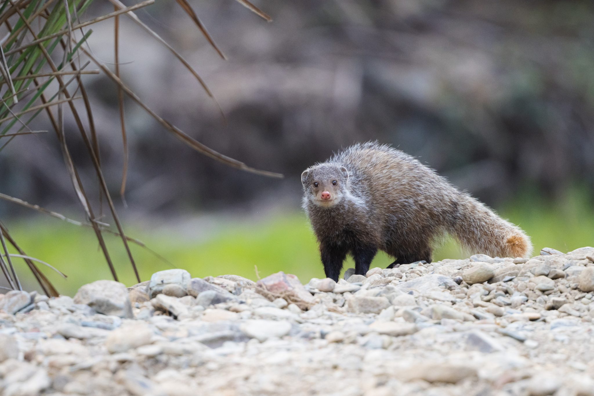 Gef the Talking Mongoose: The Extraordinary 1930s Mystery - Discovery UK