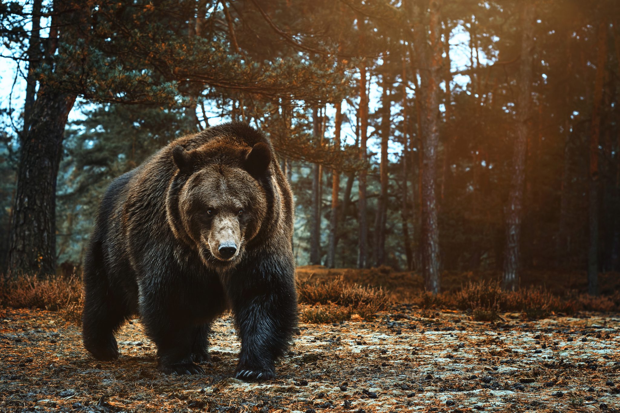 Beary Strange: Mysterious Monsters that are Probably Just Bears ...