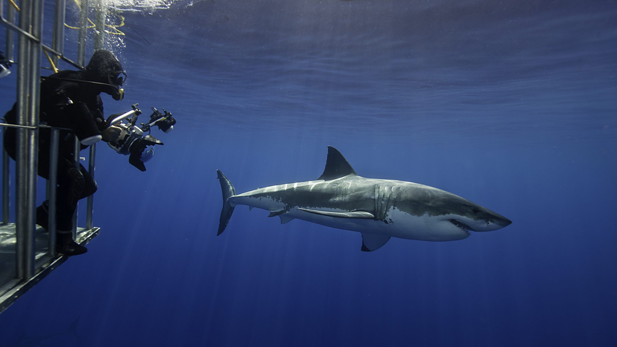 Shark Awareness Day: 10 Shark Shows that Truly Astonish - Discovery UK