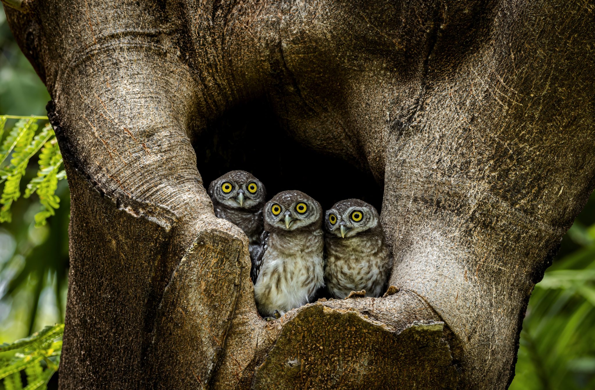 Nature’s Architects: The Mind-Blowing Ways Animals Shape Their Own ...