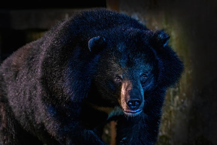 Yeti Sightings: Snowbound Fact or Frosty Fiction? - Discovery UK