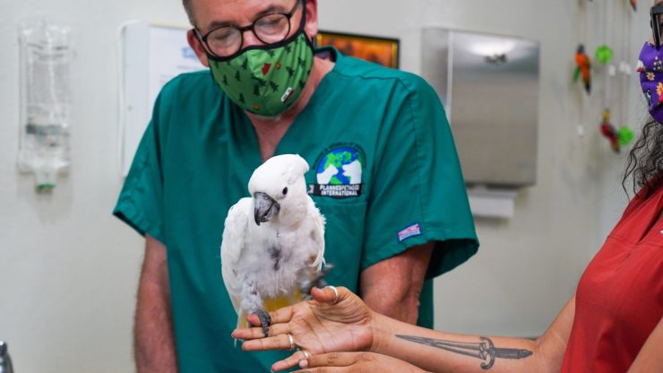 Dr. Jeff: Rocky Mountain Vet - Discovery UK